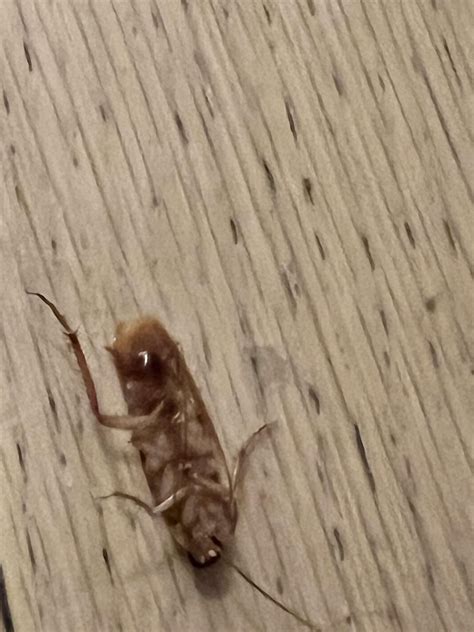 What Kind Of Roach R Whatsthisbug