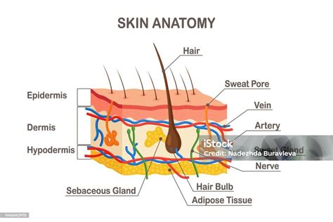 Anatomia Della Pelle Umana Epidermide Stratificata Con Bulbo Pilifero