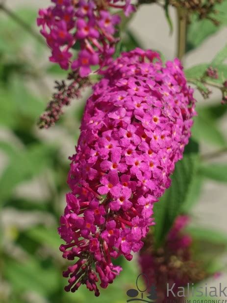 Buddleja Davidii Miss Ruby Budleja Davida