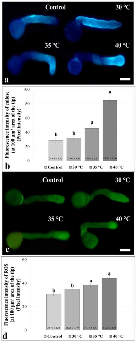 Impact Of Hts On Callose Distribution Tip Localized Ros Accumulation