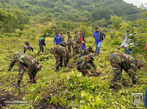 Ejército De Nicaragua Participó En Jornada De Reforestación En La