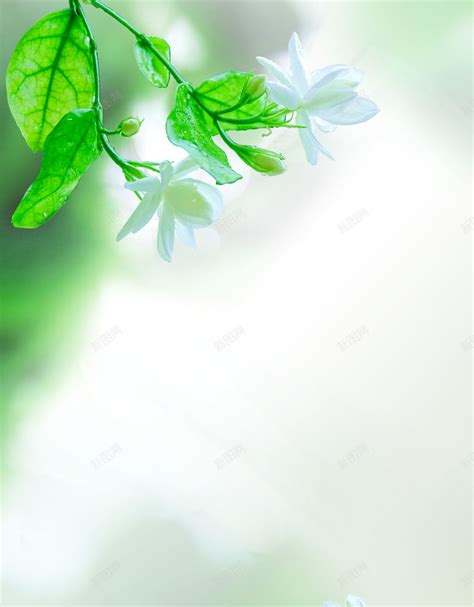 清新简约绿叶化妆品H5背景背景图片免费下载 素材opvnnrbmm 88ICON