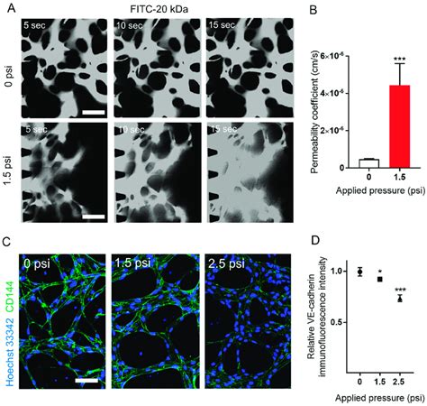 Vascular Permeability And Ve Cadherin Expression Differences From Download Scientific Diagram