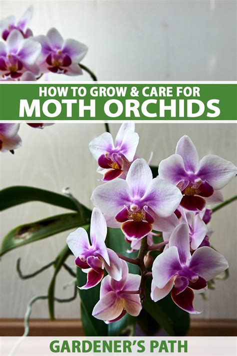 How to Grow and Care for Moth Orchids – Make House Cool
