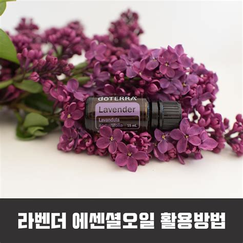 도테라 라벤더 에센셜오일 효능과 활용방법 네이버 블로그