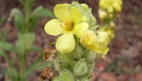 Mullein Tincture Recipe All You Need To Make It 2026