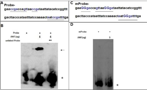 Gel Shift Analysis Ac Gel Shift Analysis Was Used To Investigate