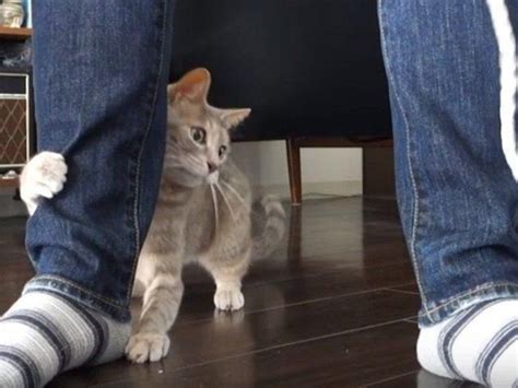 飼い主さんの足元でもなんのその！ひもに夢中でじゃれつく（ねこのきもちnews）