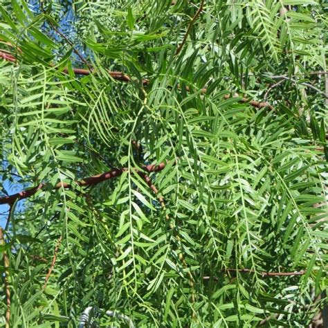Pepper Tree