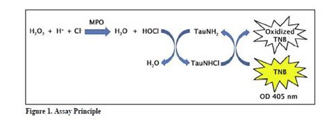 Oxiselect Myeloperoxidase Activity Assay Kit