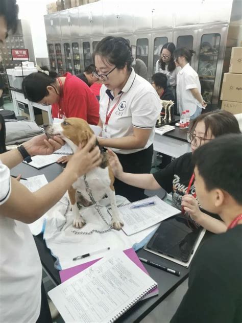 Chi University 2023级国际兽医针灸师认证课程（cva）session 4 在中国农业大学顺利完成！ 培训 维宠宠物导航网