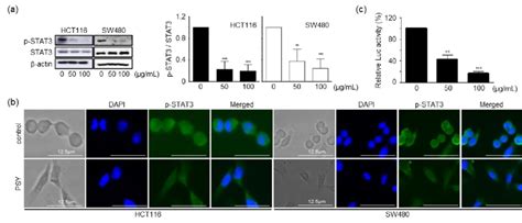 Effects Of Psy On Stat3 In Human Crc Cells A Crc Cells Were Treated