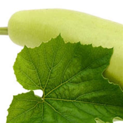 Squash Cucuzza Seeds