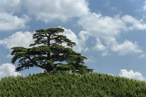 6 Types Of Cedar Trees Exploring Species And Characteristics