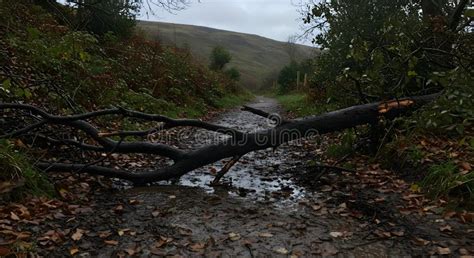 Fallen Tree Blocks Rural Path Autumnal Landscape Trail Obstructed By