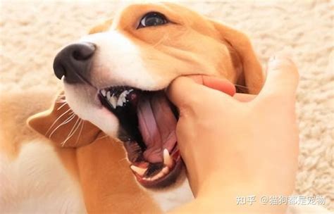 其实狗狗“轻轻咬你”，不是在跟你玩，而是有这些含义！ 知乎