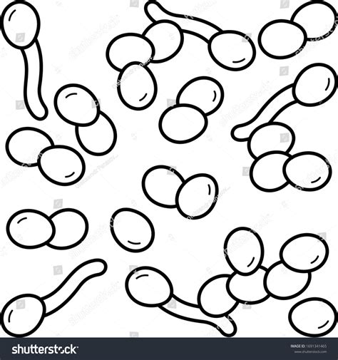 Hongos Candida Icono de contorno del vector de stock libre de regalías 1691341465 Shutterstock