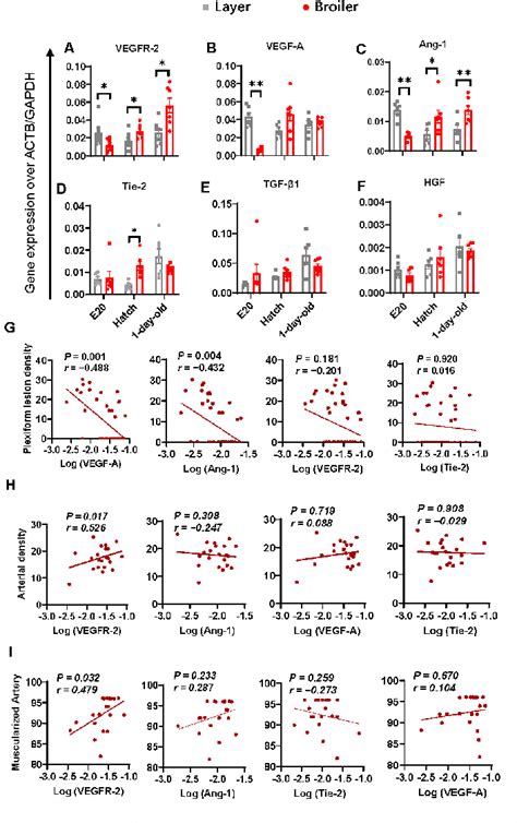 Figure 4 From Dysregulated Vegf Vegfr 2 Signaling And Plexogenic Lesions In The Embryonic Lungs