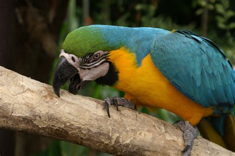 Free Images Nature Bird Wing Animal Wildlife Green Beak