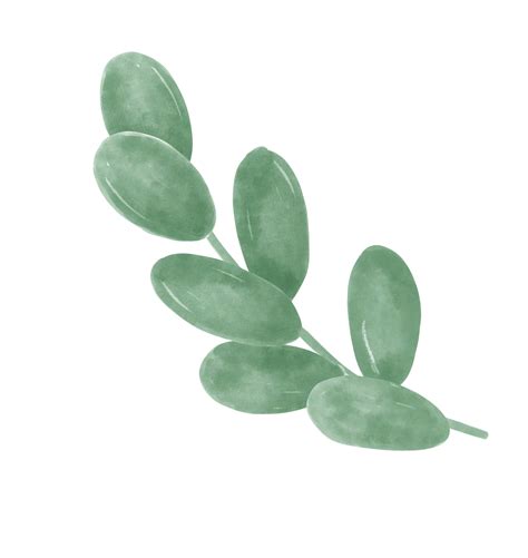 Cute Green Eucalyptus Leaf Cartoon Watercolour 22025931 Png