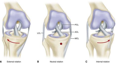Knee Injuries Musculoskeletal Key