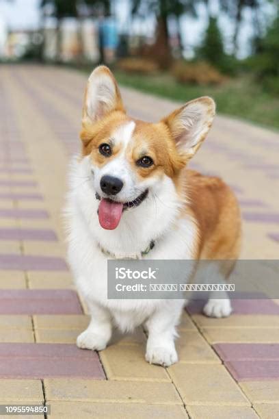 귀 엽 고 적극적인 순종 웨일즈 어 Corgi 강아지 혀 야외 맑은 여름 날에 공원에서에서 미소 가축에 대한 스톡 사진 및 기타