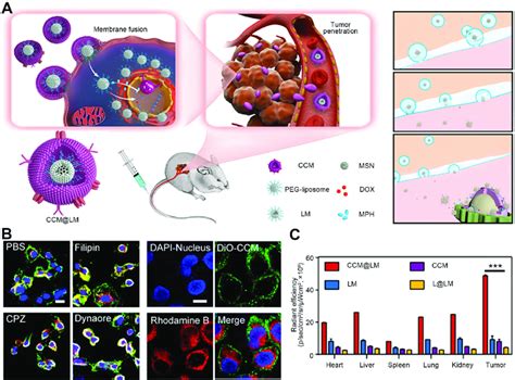 The Strategy Of Natural Cell Membrane Derived Fusion That Is Mediated