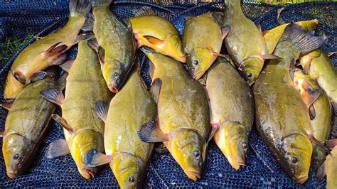 ЛИНЬ ПОЧАТОК Ловля ЛИНЯ на Вудочку в вікнах ОЧЕРЕТА Прикормка на линя