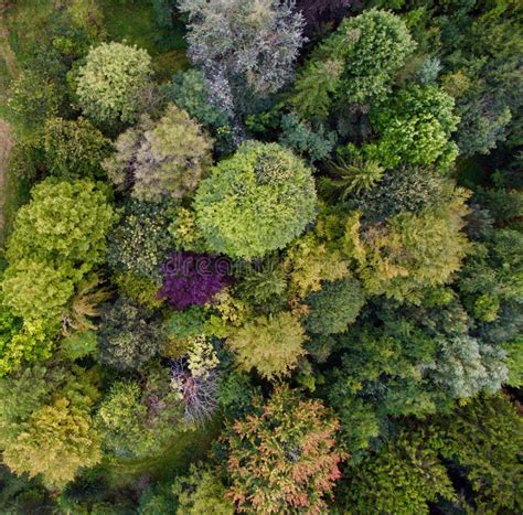 Aerial View Of Uk Tree Canopy Stock Image Image Of Biodiversity