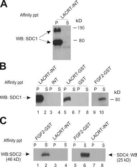 Lacritin Binding To Sdc1 Is Independent Of Complete Hscs Download