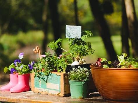 Home And Living Herb Plant Combo Outdoor And Gardening Pe