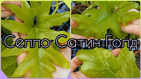 ФИЛОДЕНДРОН Селло Сатин ГОЛД💚При размножении потерял почти все листья ...