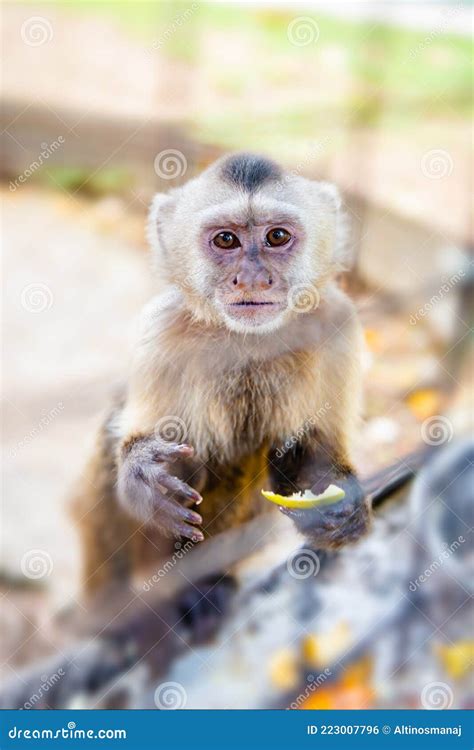 Capuchin Monkey In A Cage In Captivity Eating Fruits Looking Stock