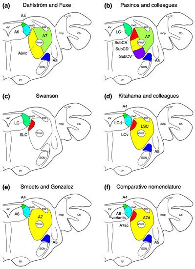 The Mammalian Locus Coeruleus Complex—consistencies And Variances In