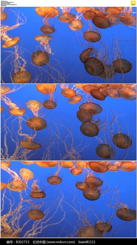 深海水母实拍视频素材下载红动中国