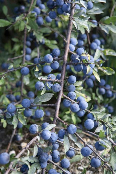Prunus Spinosa Berries In The Summer Blackthorn Or Sloe Bluish Fruits