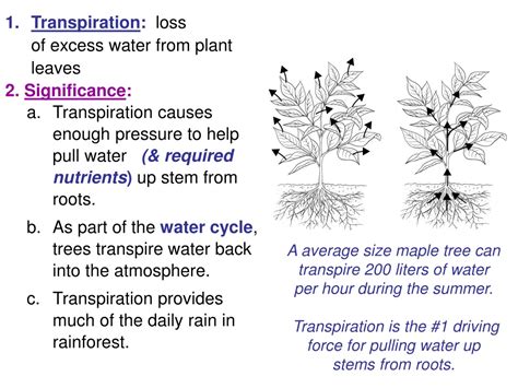 Ppt Vascular Tissue And Transport Powerpoint Presentation Free