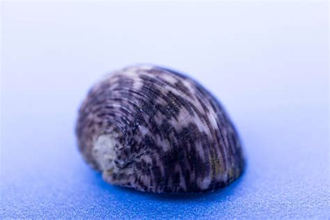 Nerita Images Free Download On Freepik