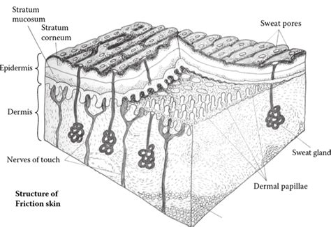 Fingerprints Definitions Associated With Fingerprints