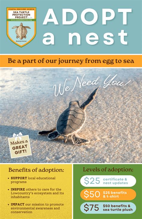 Adopt A Turtle Nest Coastal Discovery Museum