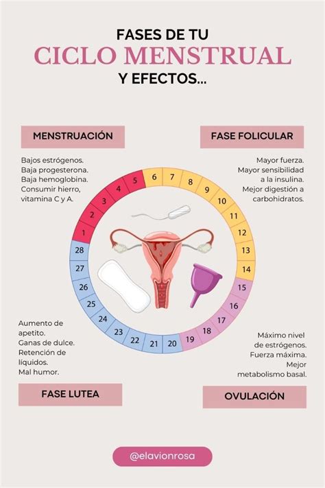 Fases del ciclo menstrual – Artofit
