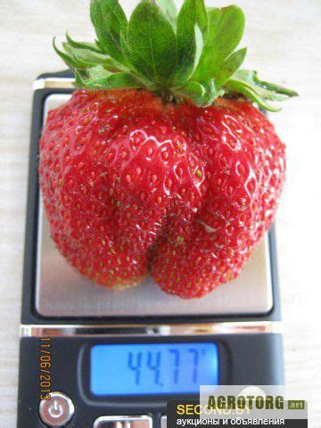 Продам КЛУБНИКА Султан, Киев — Agrotorg.Kyiv