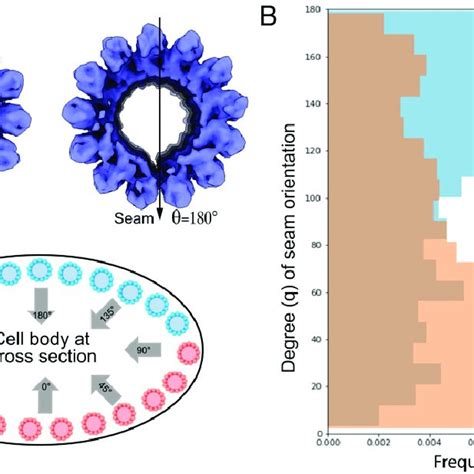Three Dimensional Organization Of The Apical Complex In Toxoplasma