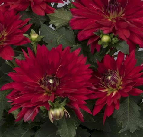 Jiřina Xxl Ruby Red Dahlia Xxl Ruby Red Zahradnictví Flos
