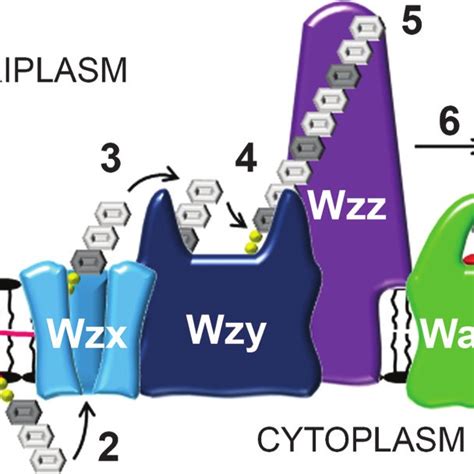 Wzxwzy Dependent Pathway Diagram Step 1 O Antigen O Ag Repeat Unit