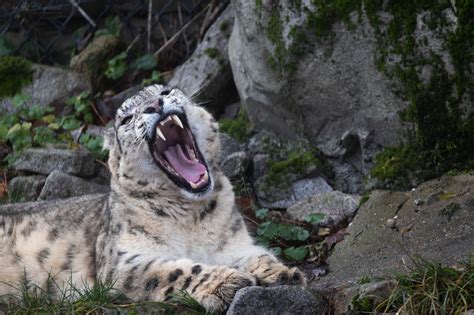 Snow Leopard Tail In Mouth