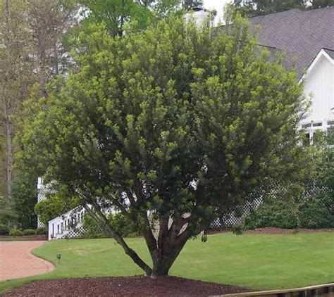 Wax Myrtle Landscaping Inspiration Outdoor Landscaping Outdoor Gardens