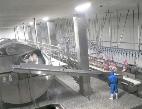 Good Design Halal Modern Full Set Of Poultry Slaughter House Machine