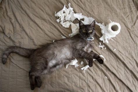 Why Does My Cat Shred Paper Does It Matter Cat Behaviorcare