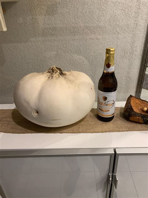 Riesen Bovis [ger] Beer For Scale R Mushroomporn